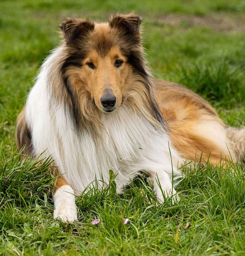 Chiens mâle – Collies de Castel Vegney